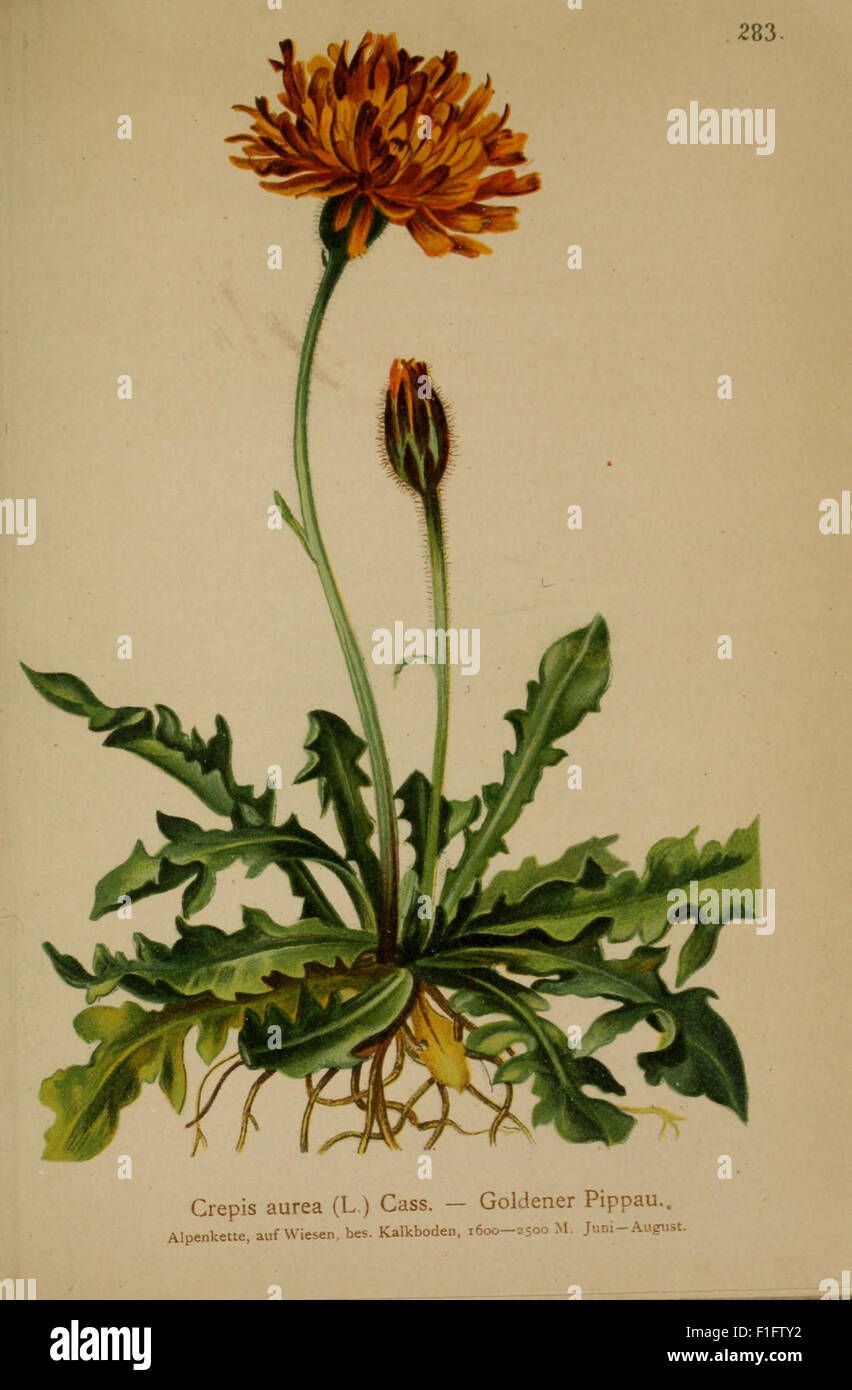 This atlas presents a detailed collection of flora native to the Alps ...