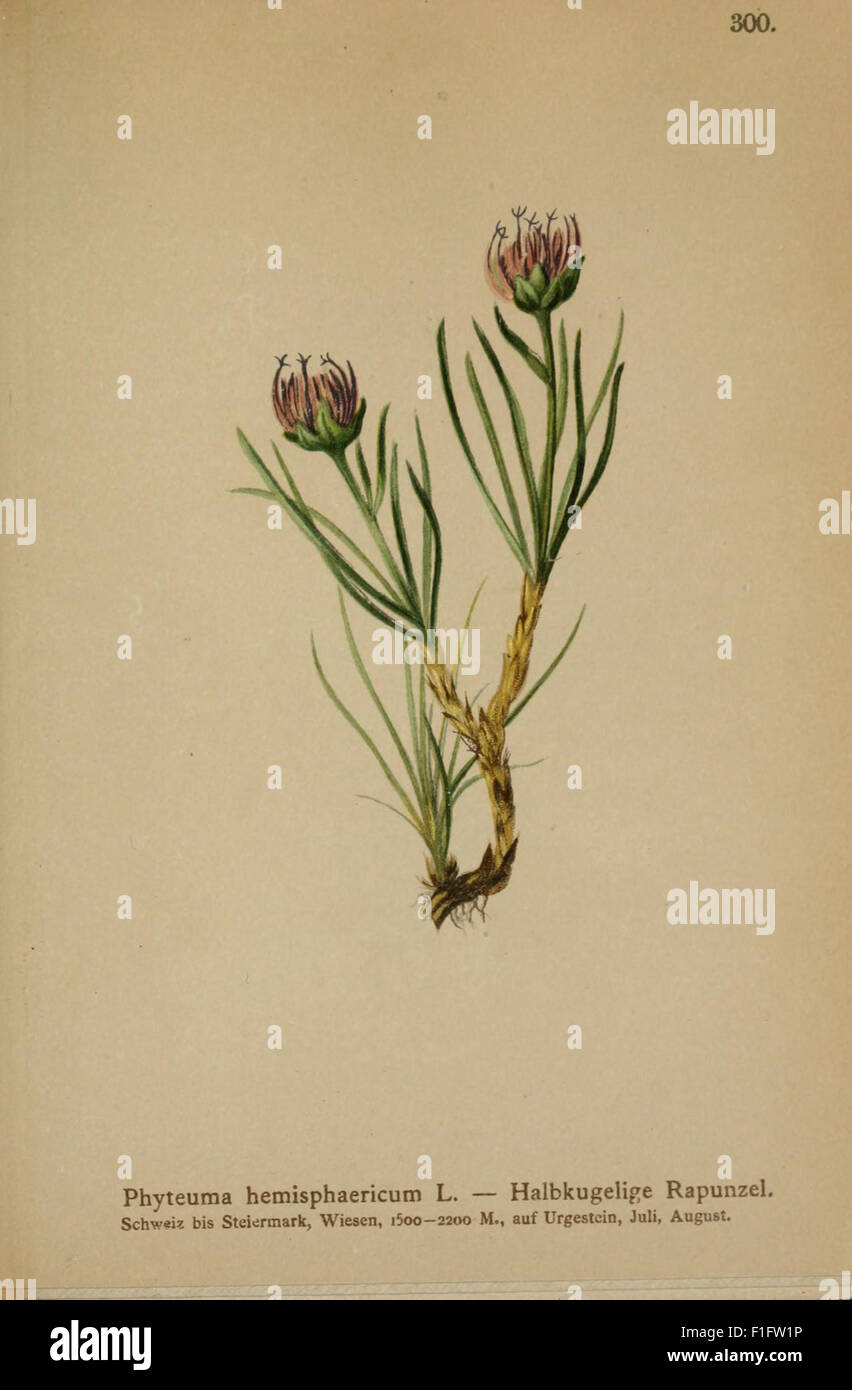 'Atlas der Alpenflora' is a botanical work showcasing the plant species ...
