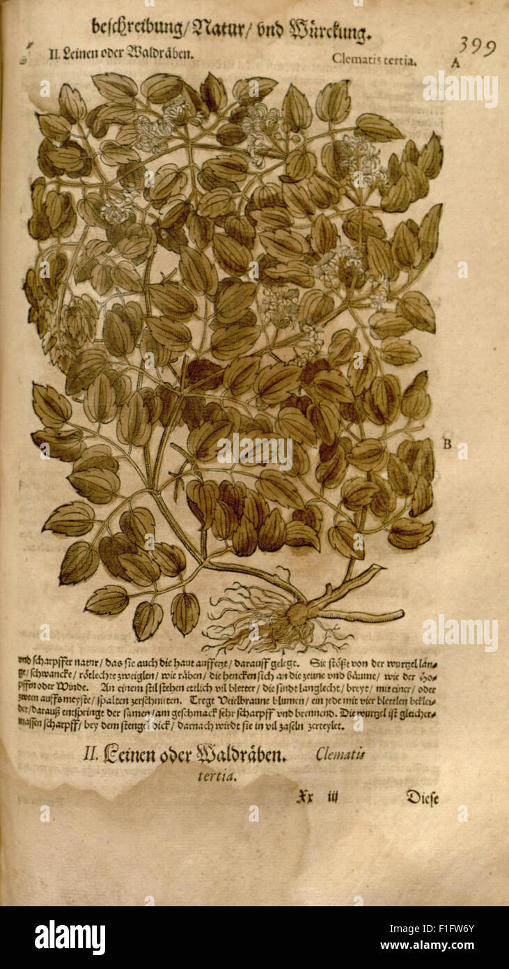 This work, often associated with early medicinal botany, provides ...