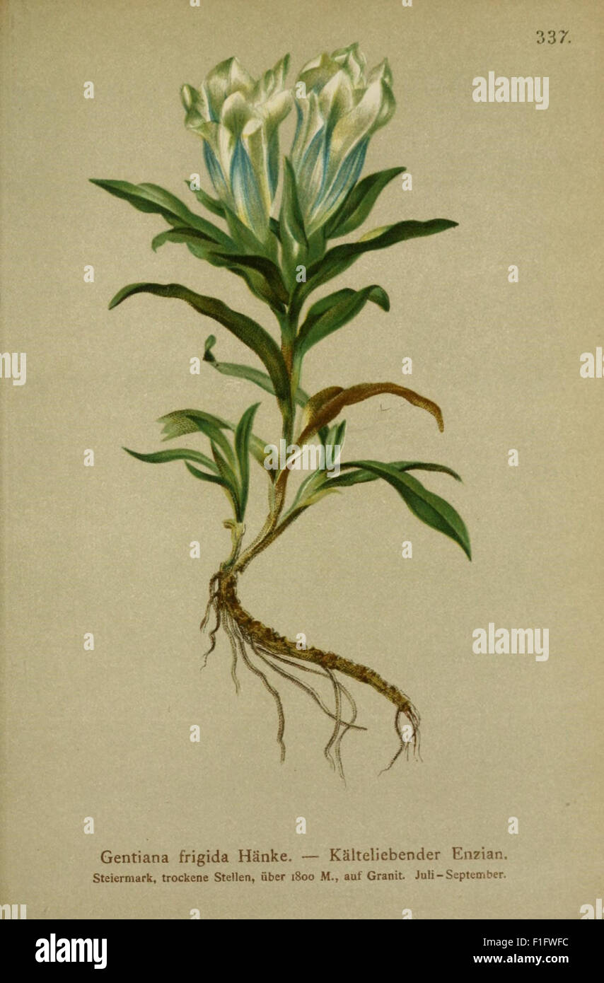 'Atlas der Alpenflora' provides detailed botanical illustrations of ...