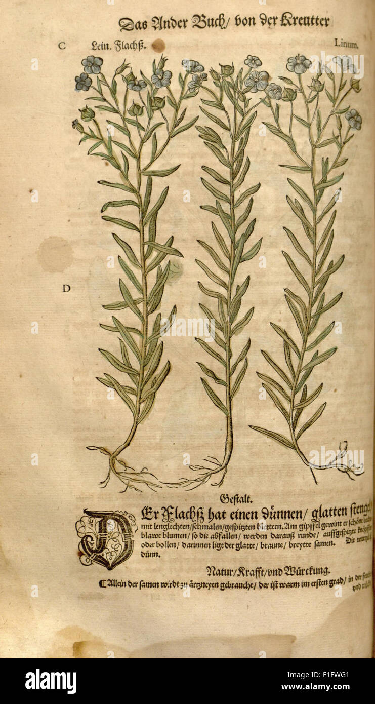 An illustration from an old medical and botanical work, ‘De materia ...