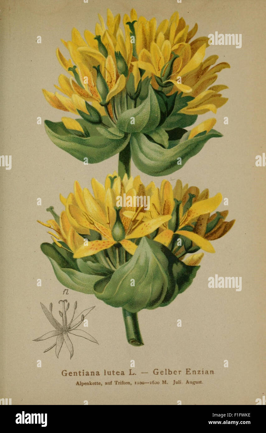 'Atlas der Alpenflora' is an illustrated guide to the alpine plants ...