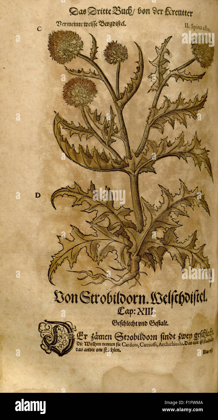 This illustration from an early medical and botanical work highlights ...