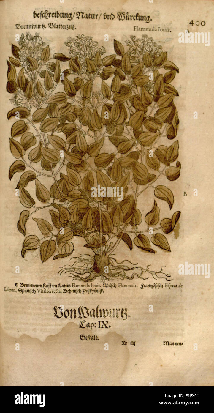 This 16th-century book on medicinal plants offers descriptions of their ...
