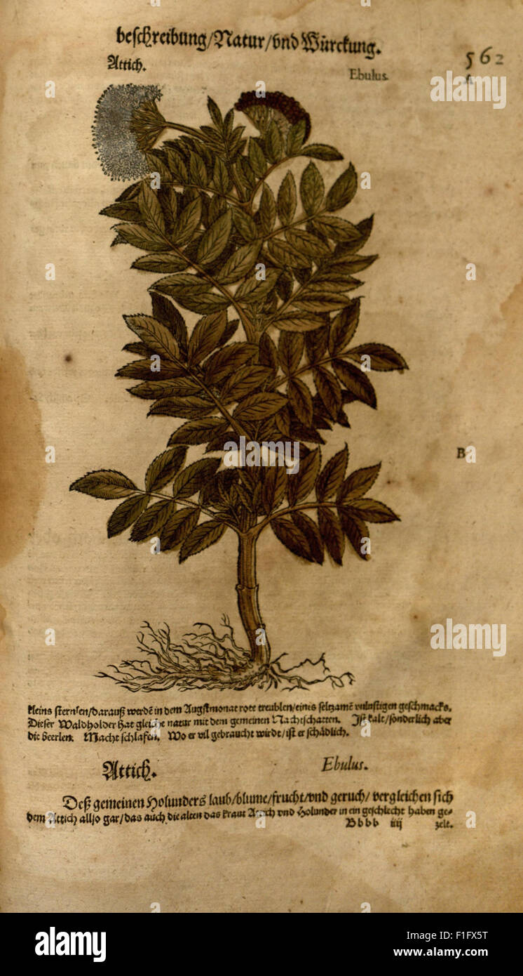 This work focuses on medicinal plants and pharmacognosy, drawing from ...