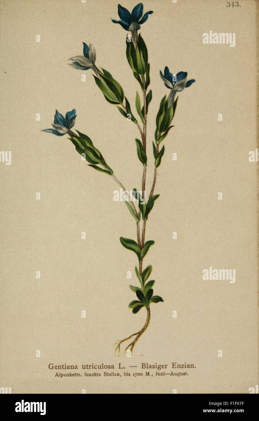 *Atlas der Alpenflora* is a botanical atlas documenting the flora of ...