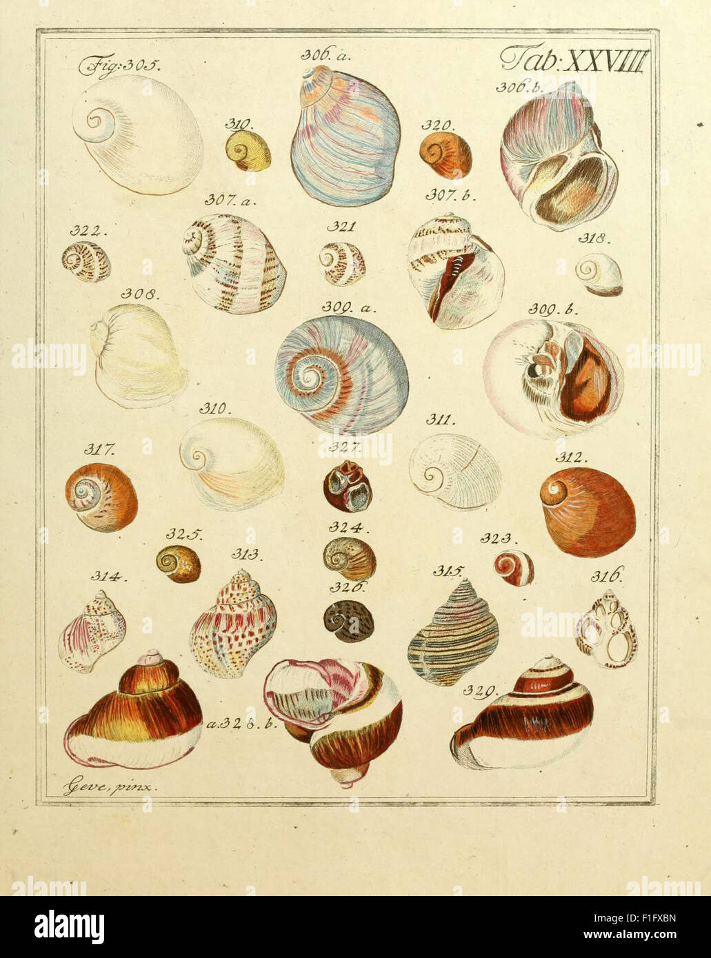 This 18th-century work offers a systematic classification of shells ...
