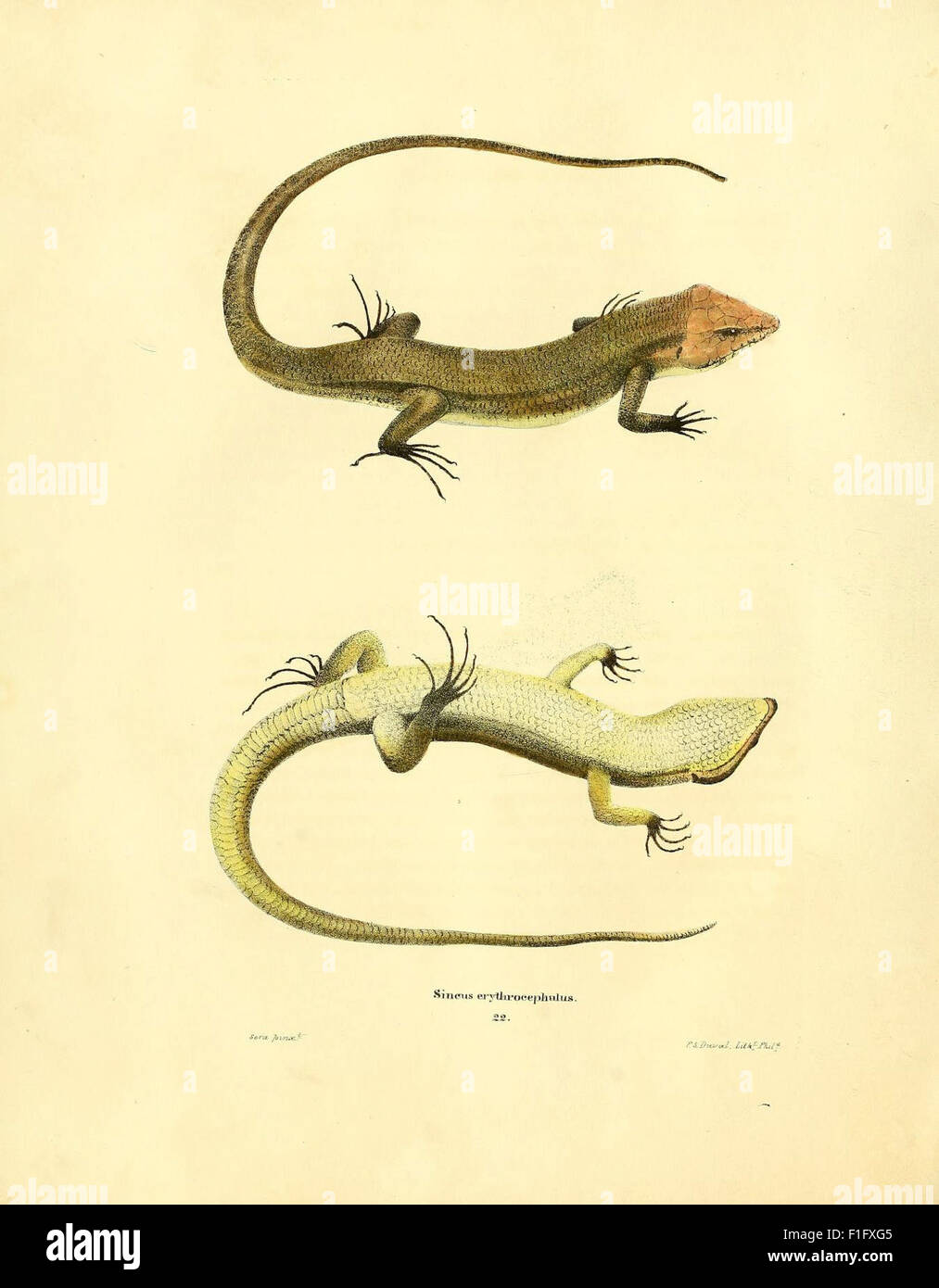 North American herpetology, or, A description of the reptiles ...