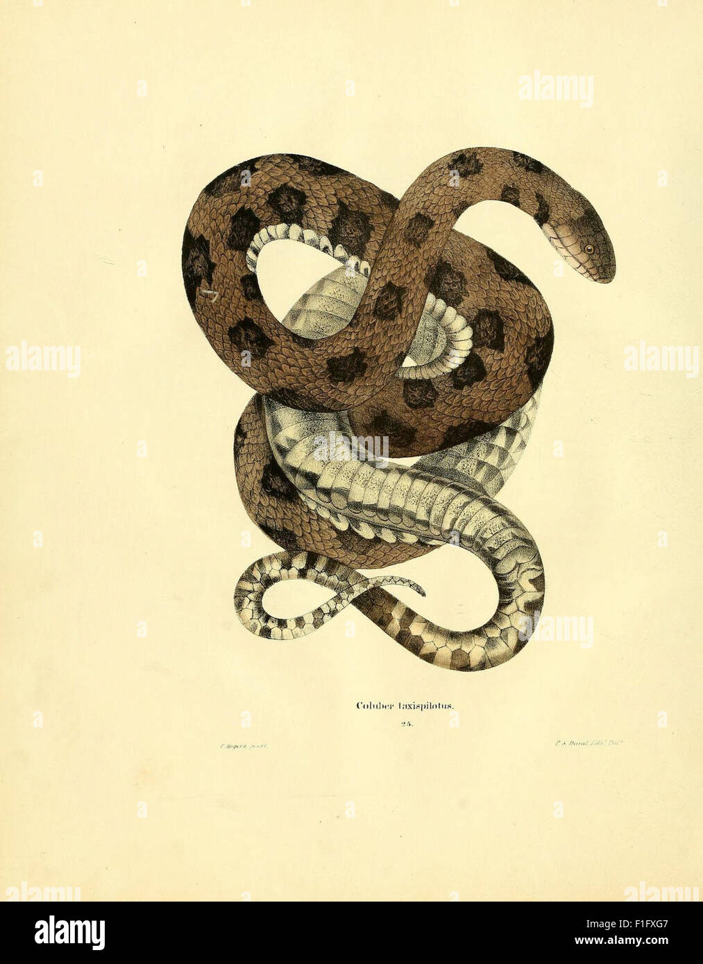 *North American Herpetology* is a detailed description of the reptiles ...
