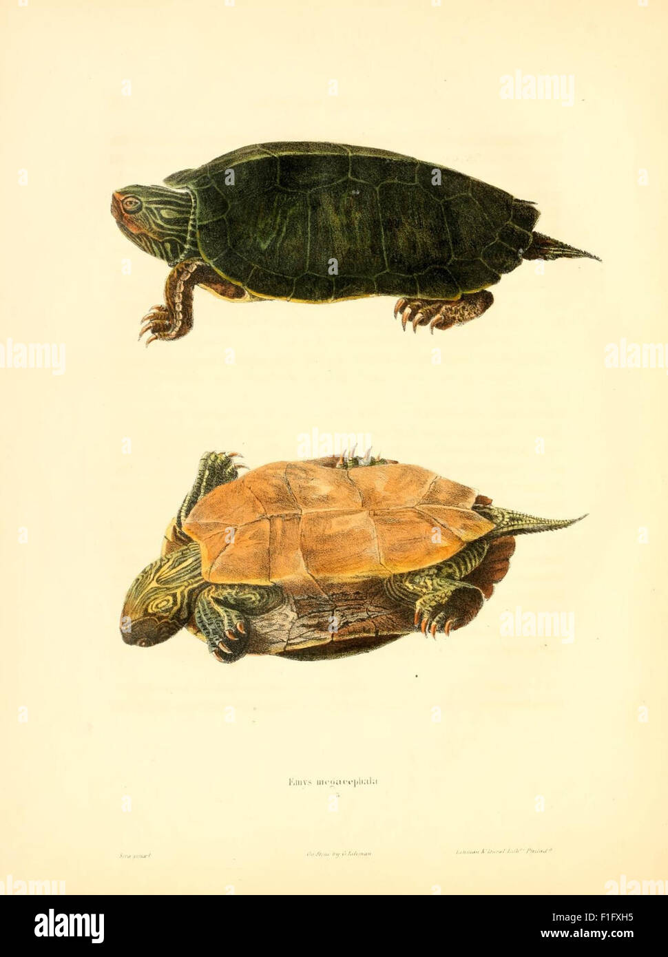 *North American Herpetology* focuses on the amphibians and reptiles of ...