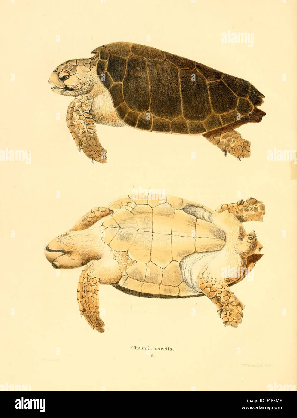 This work documents the amphibians and reptiles of North America ...