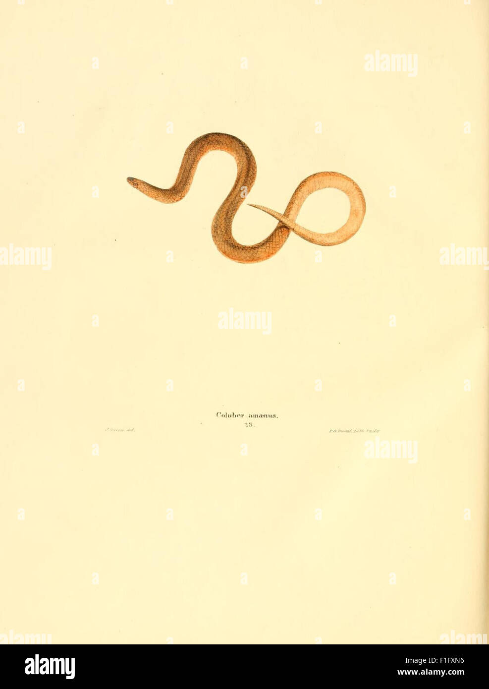 This comprehensive work documents the amphibians and reptiles of North ...