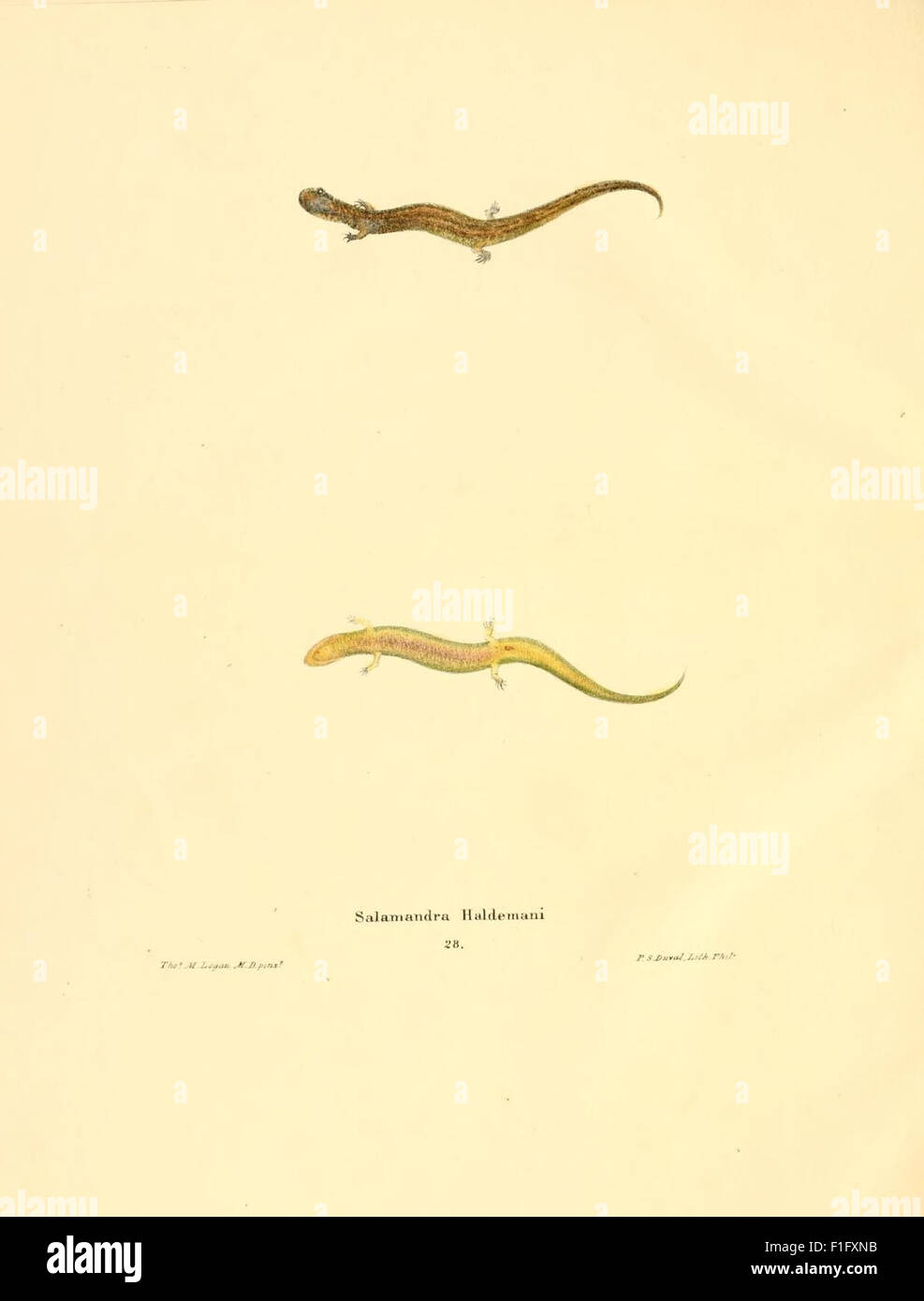 This work explores the amphibians and reptiles of North America ...