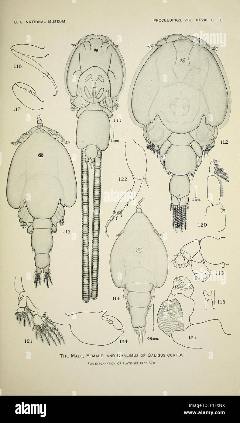 Caligidae High Resolution Stock Photography and Images - Alamy