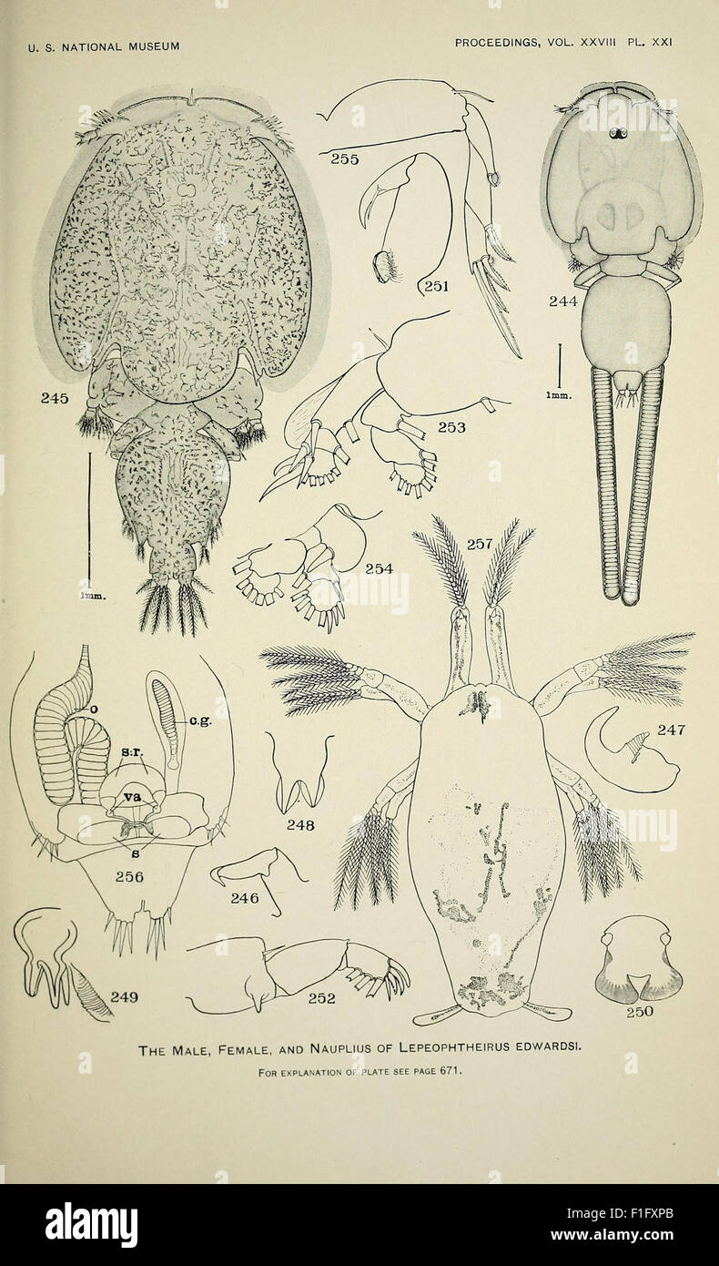 North American parasitic copepods belonging to the family Caligidae (Pl ...