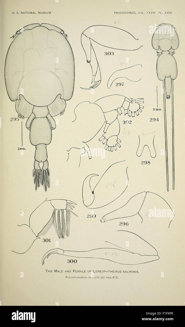 North american parasitic copepods hi-res stock photography and images ...