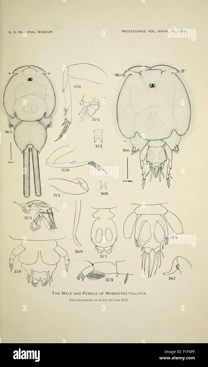 North American parasitic copepods belonging to the family Caligidae (Pl ...