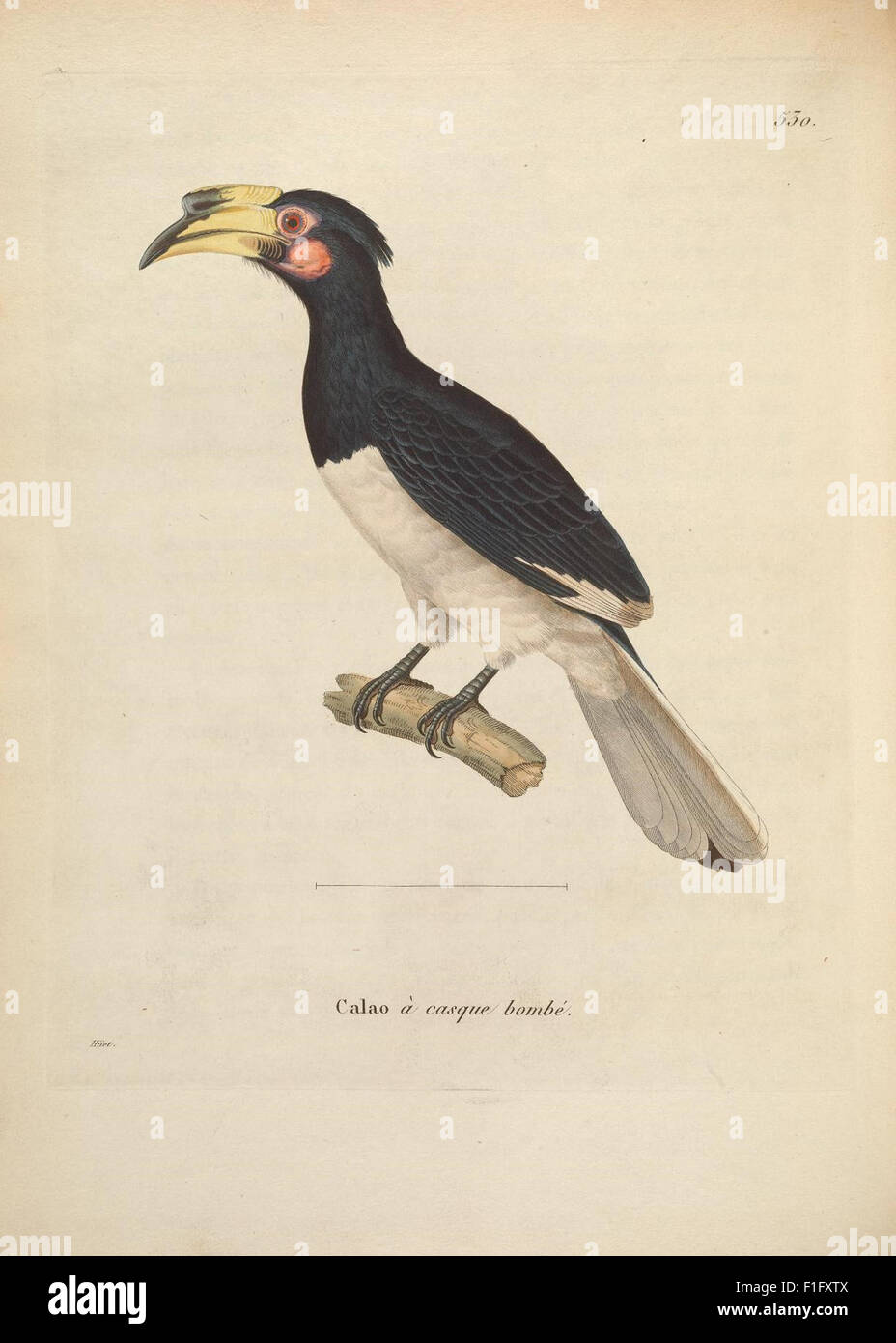 This French work features colored illustrations of various bird species ...