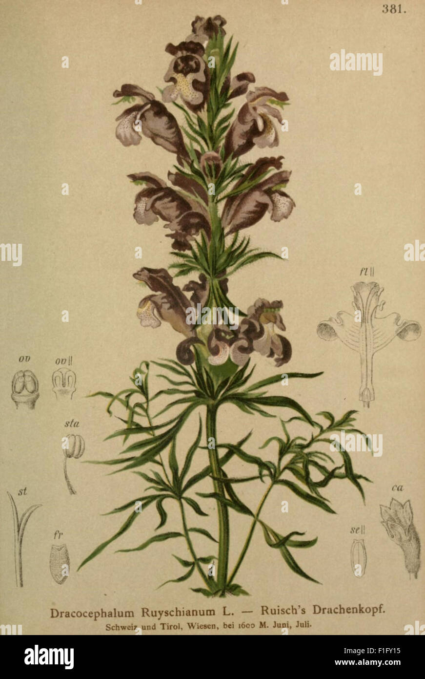 This atlas features detailed illustrations of alpine plants native to ...