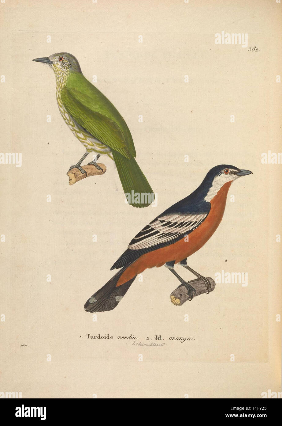 A collection of hand-colored plates depicting various bird species ...