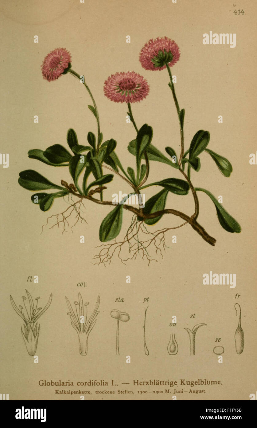 'Atlas der Alpenflora' is a detailed botanical work depicting the flora ...