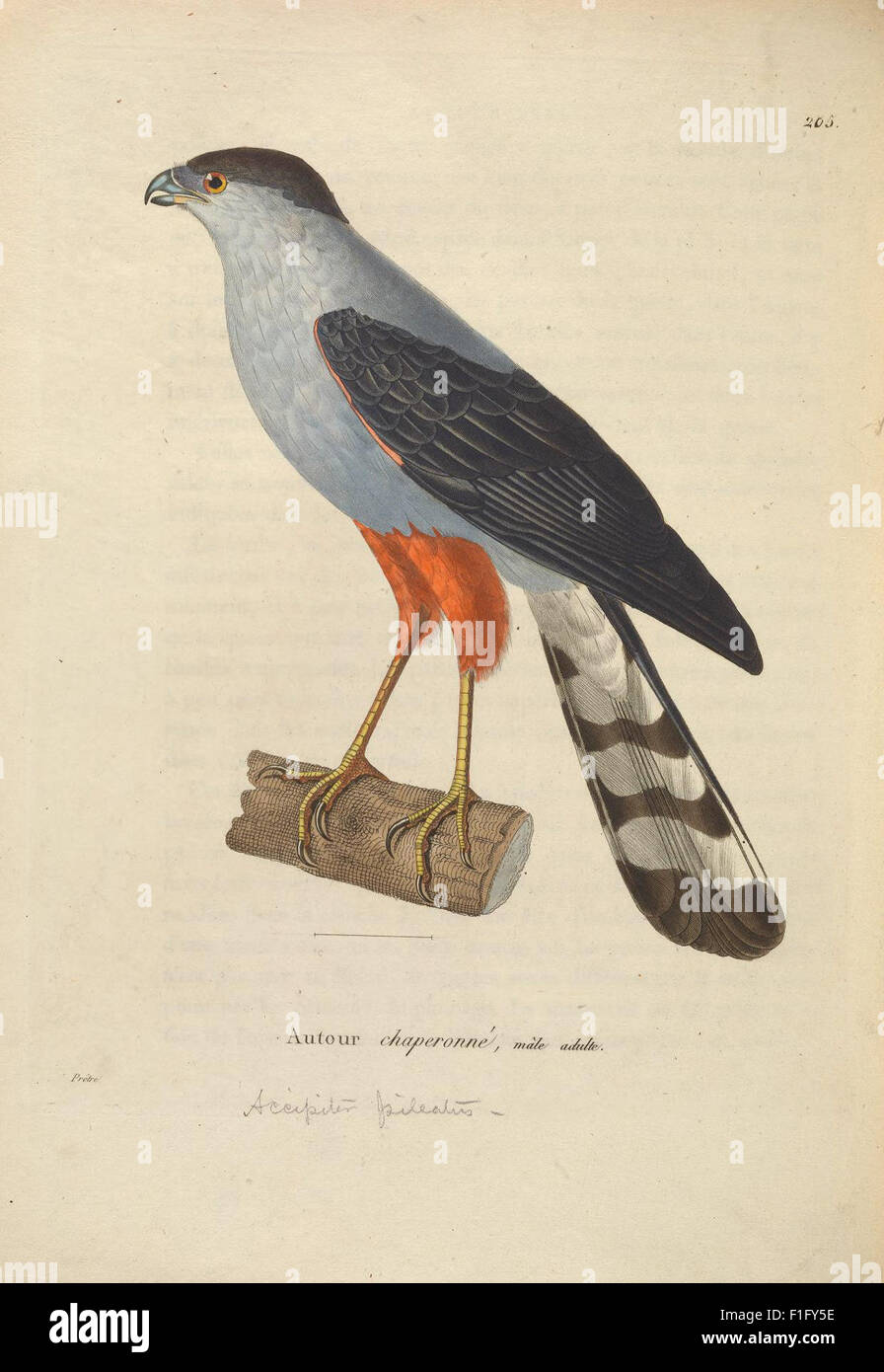 A collection of hand-colored plates depicting various bird species ...