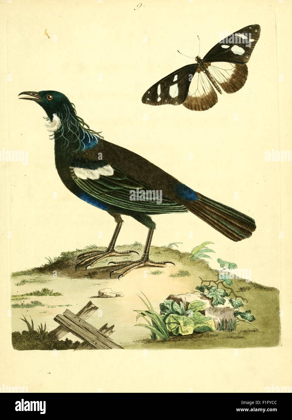 A collection of zoological illustrations, depicting various animals ...