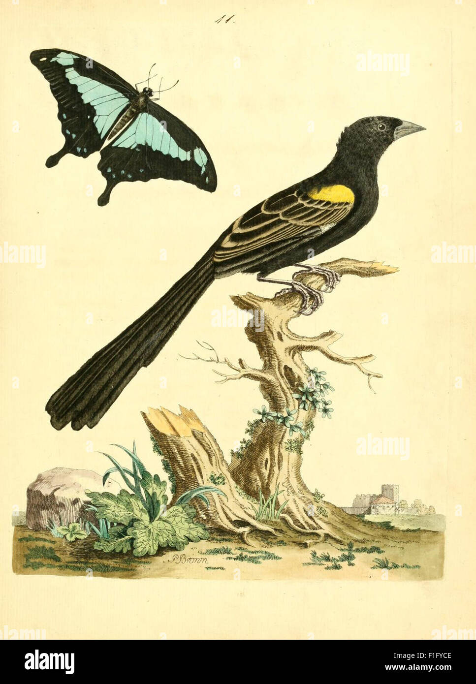 This work features new illustrations of zoological subjects, including ...