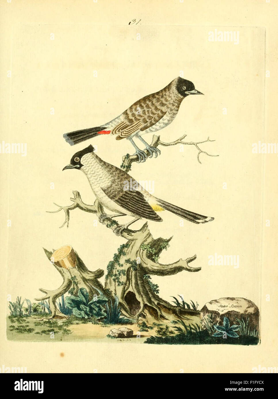 This work presents new zoological illustrations, featuring detailed ...