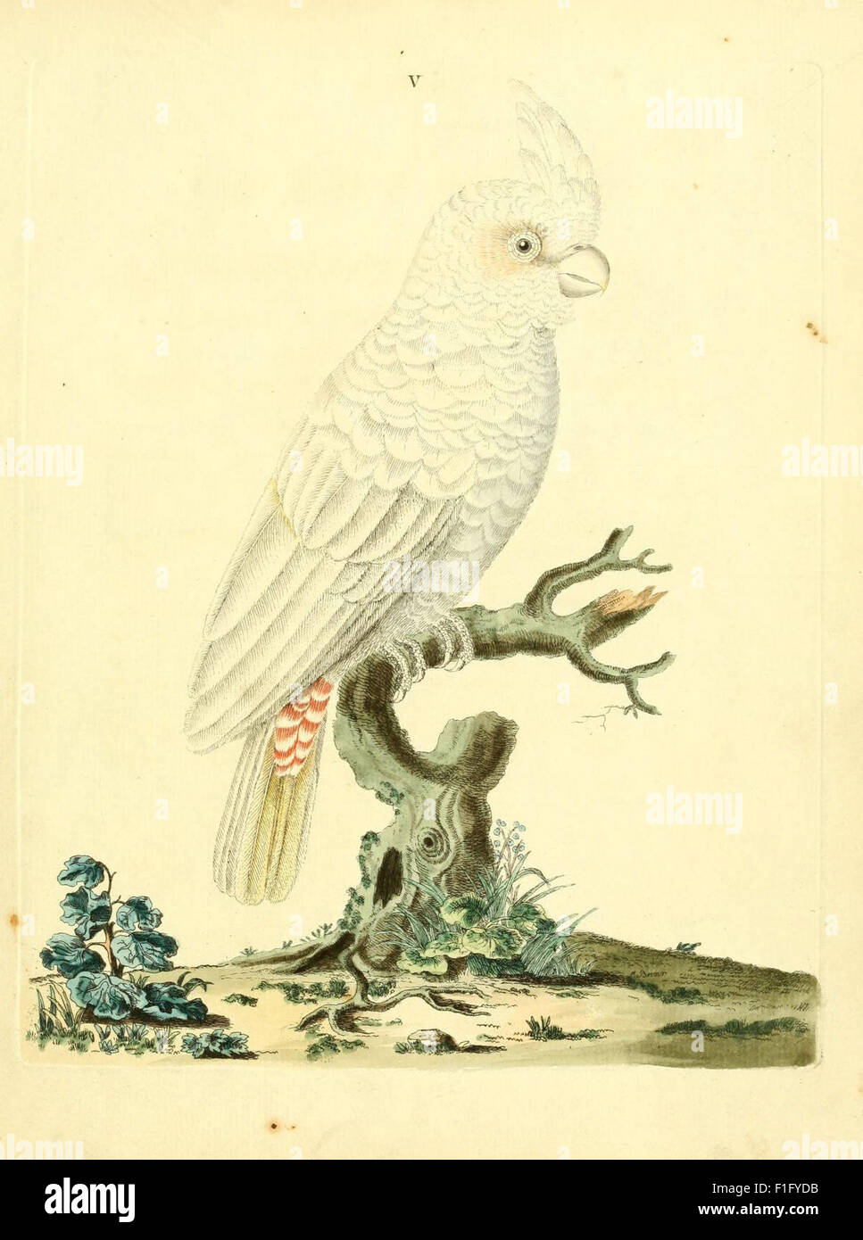 This 18th-century work features zoological illustrations of birds ...