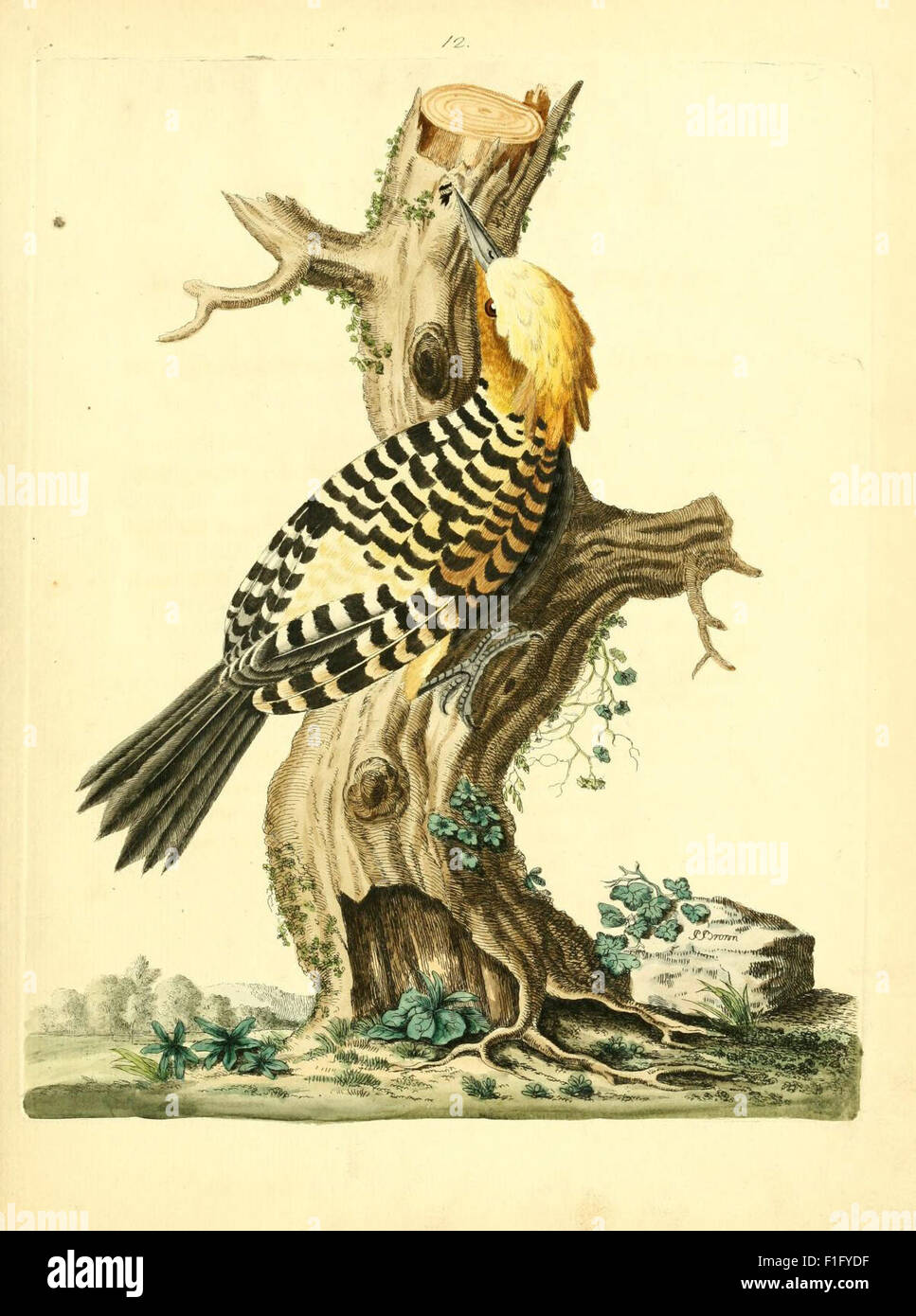 This work features new zoological illustrations, depicting birds ...