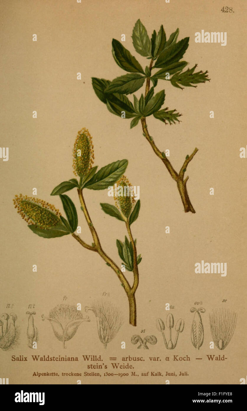 The *Atlas der Alpenflora* provides a comprehensive collection of ...