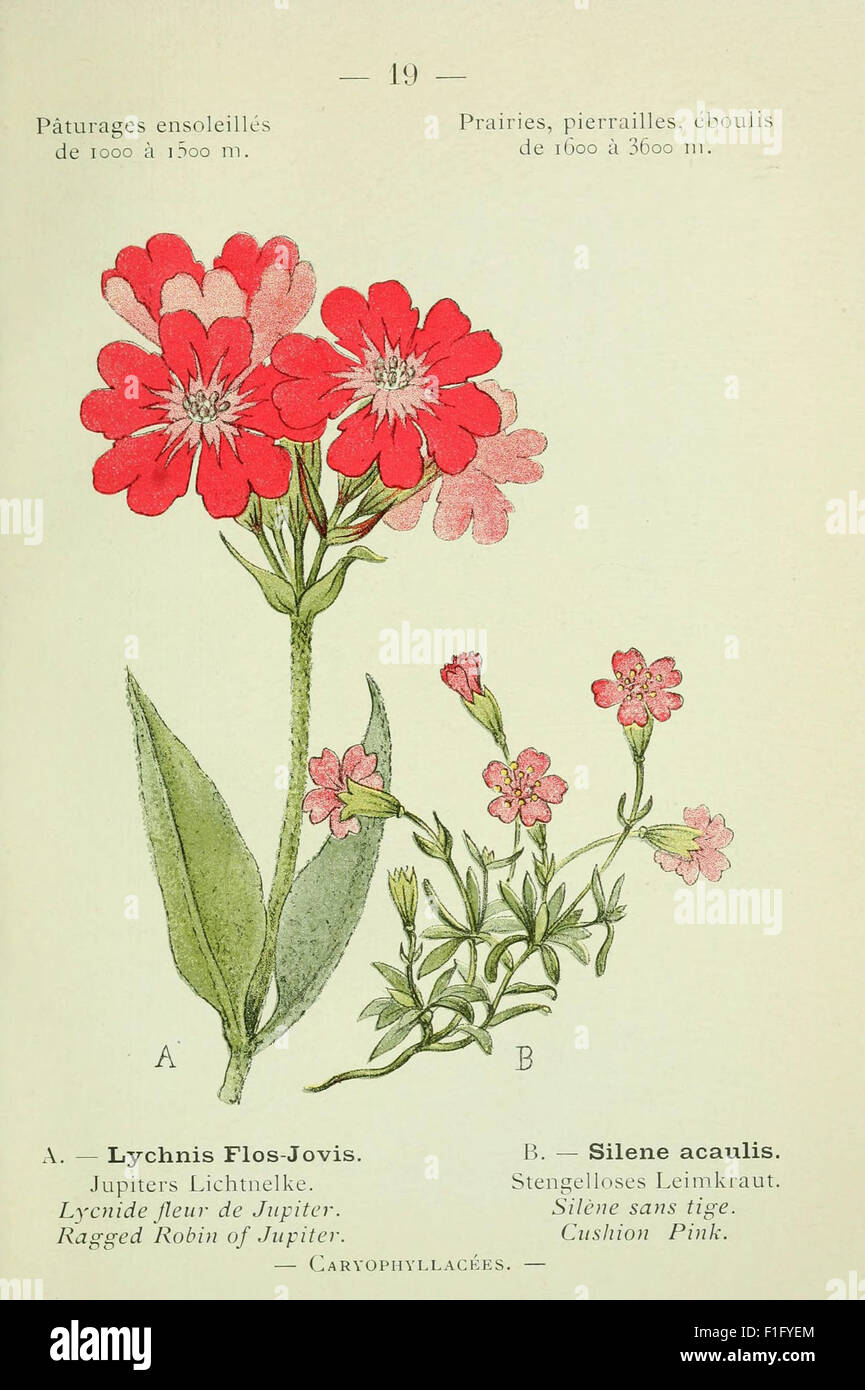 A botanical work focusing on the flora of the Alps and the Pyrenees ...
