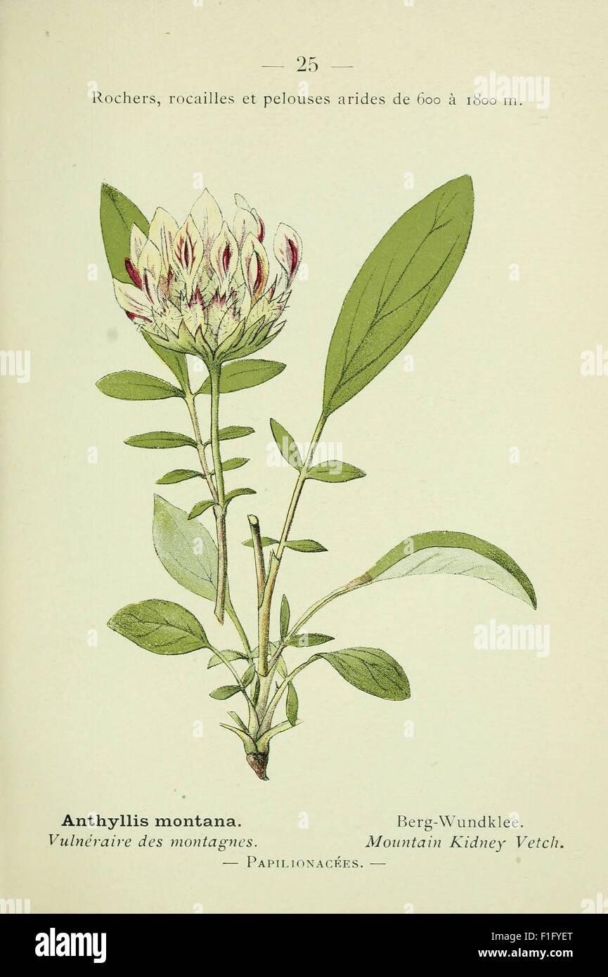 A historical botanical guide to the flora of the Alps and Pyrenees ...