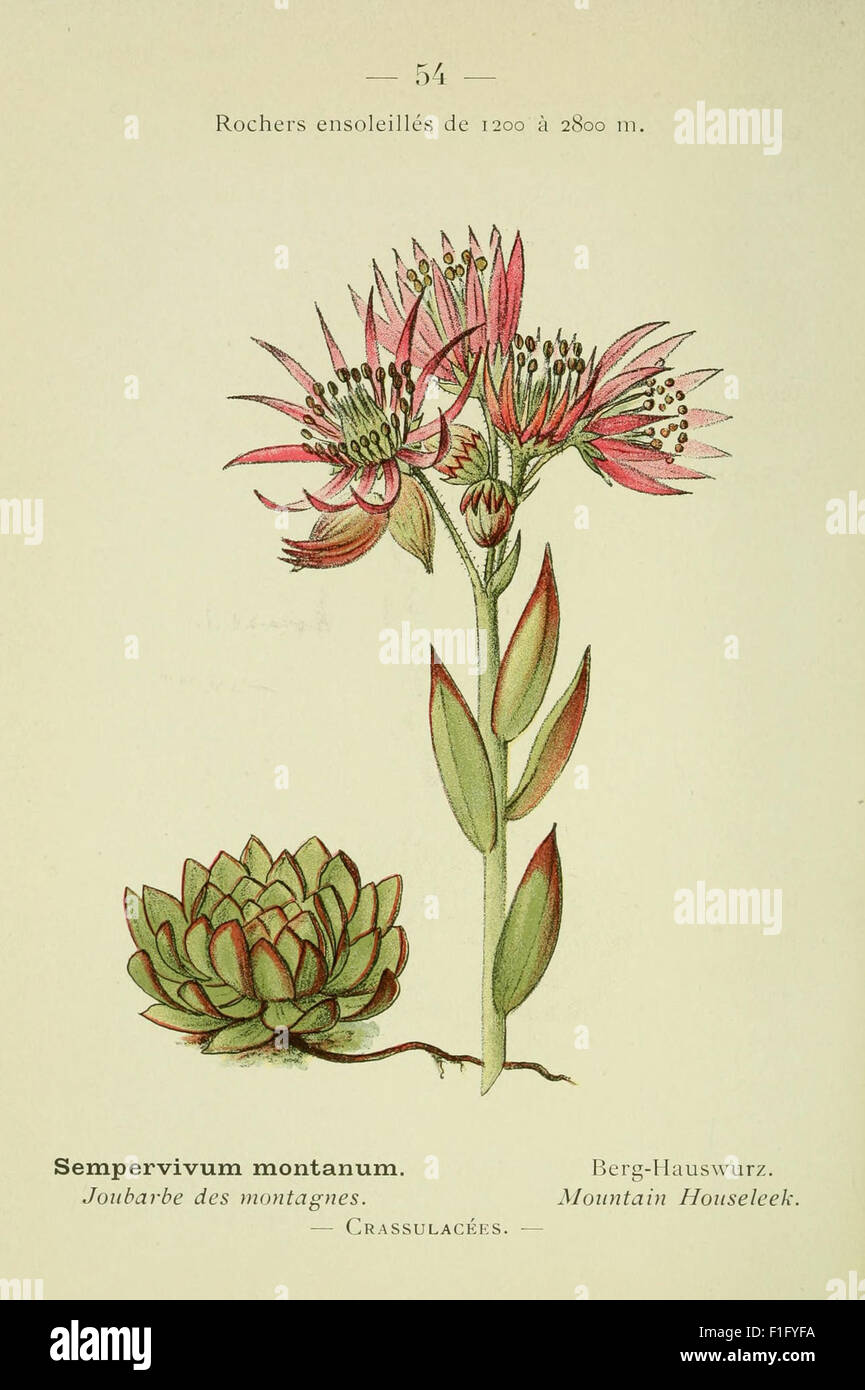 This French botanical work presents a pocket-sized, illustrated guide ...