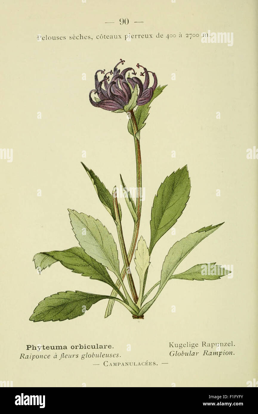 This colorful work presents illustrations of plants native to the Alps ...