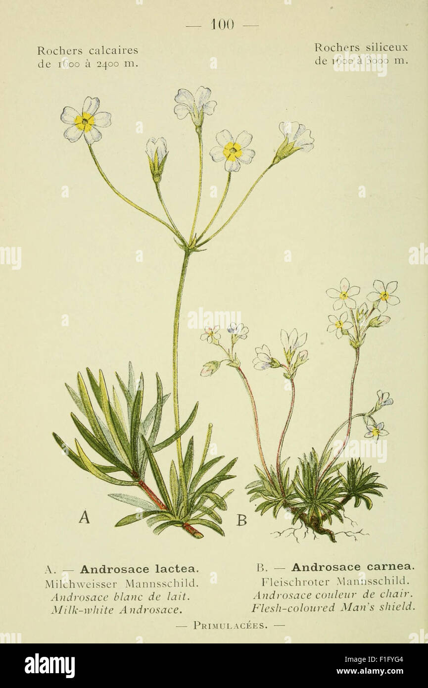 A pocket-sized floral guide to the Alps and Pyrenees, this illustration ...