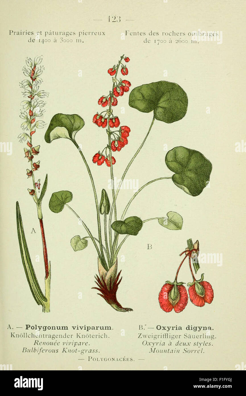 This botanical work features color illustrations of plants native to ...