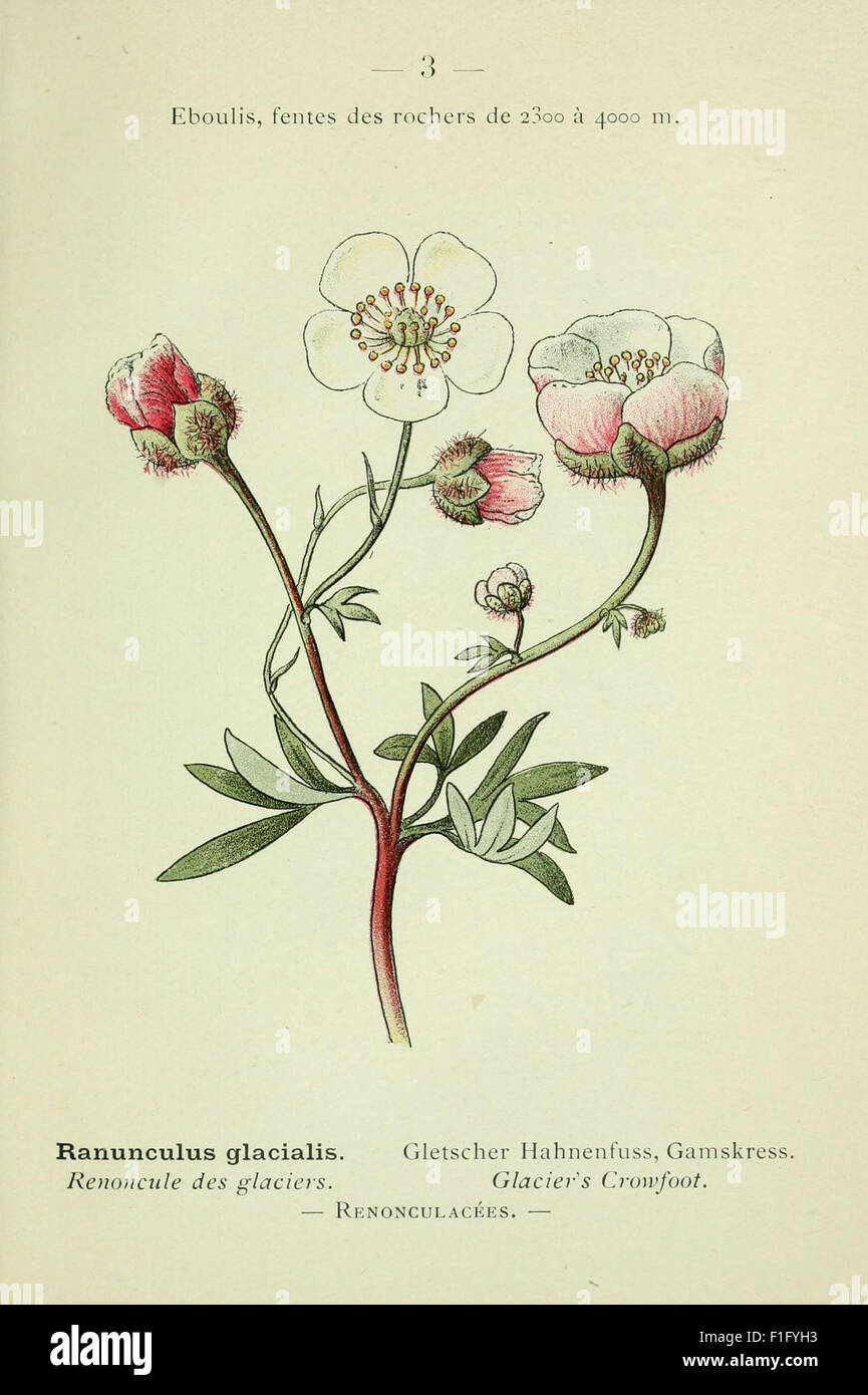 A compact illustrated guide to the flora of the Alps and the Pyrenees ...