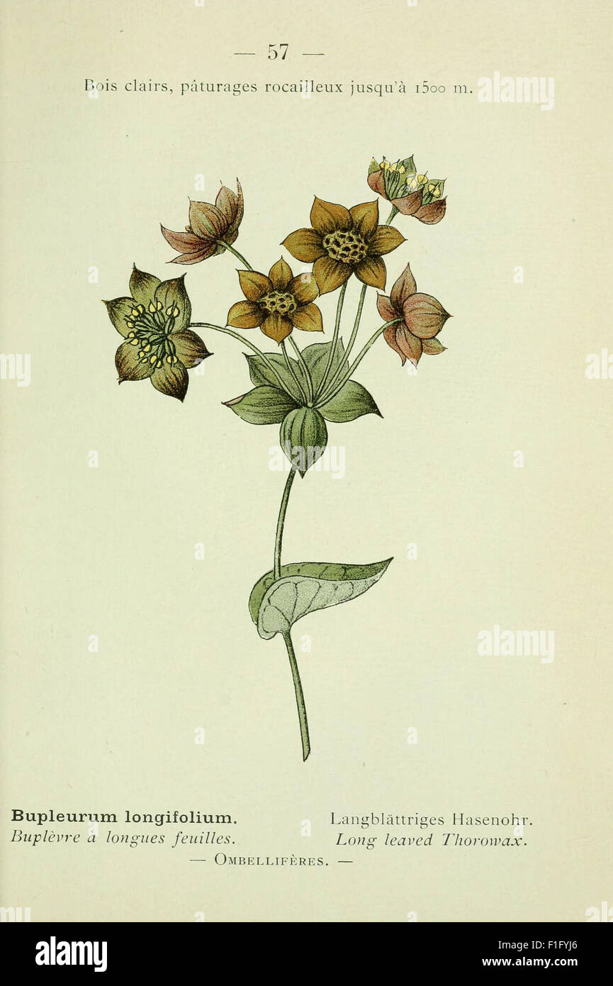 This botanical work features a collection of illustrated plant species ...
