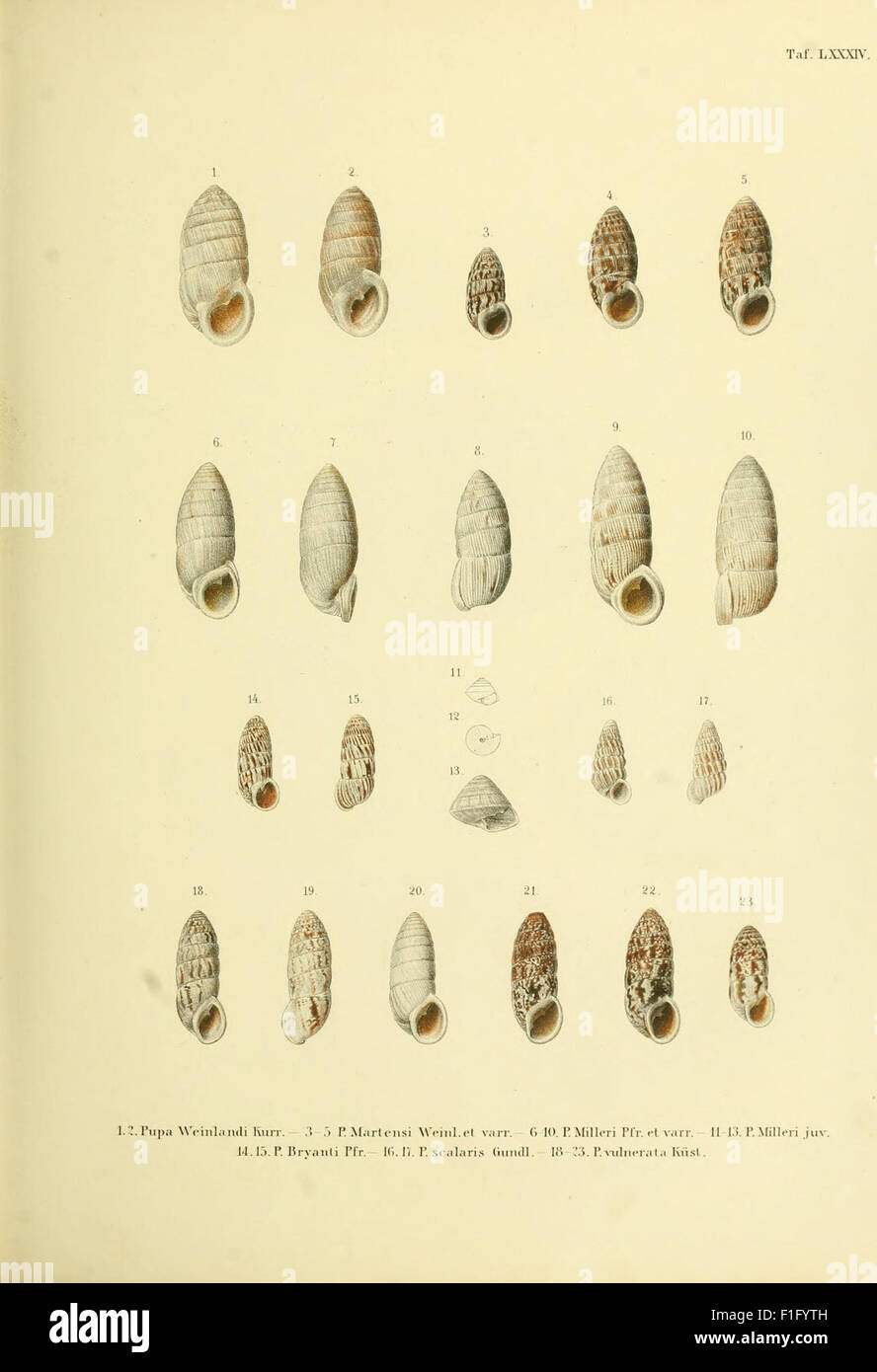 This 19th-century publication presents new discoveries in malacology ...