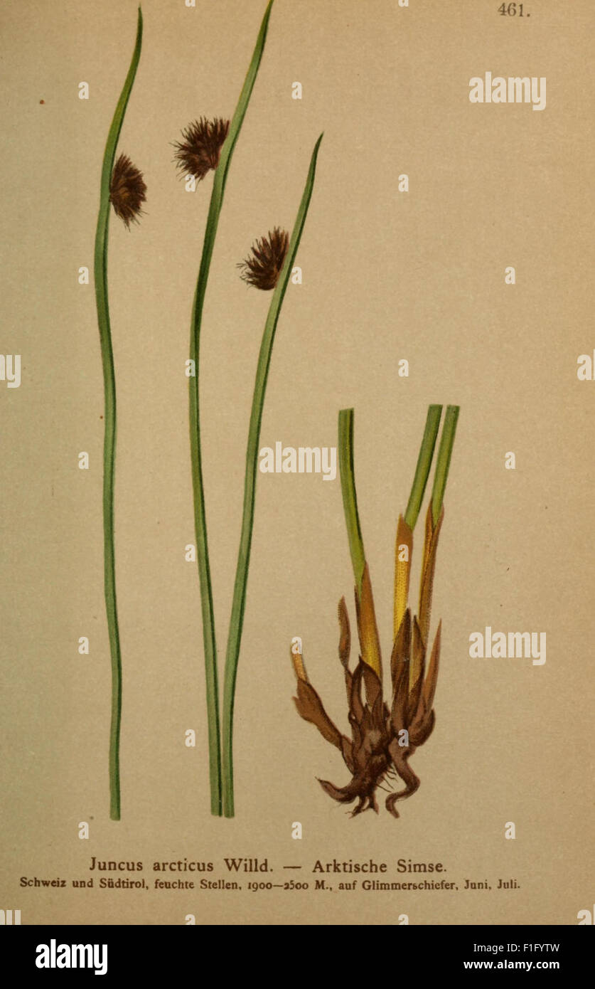 A historical atlas showcasing the flora of the Alps, with detailed ...