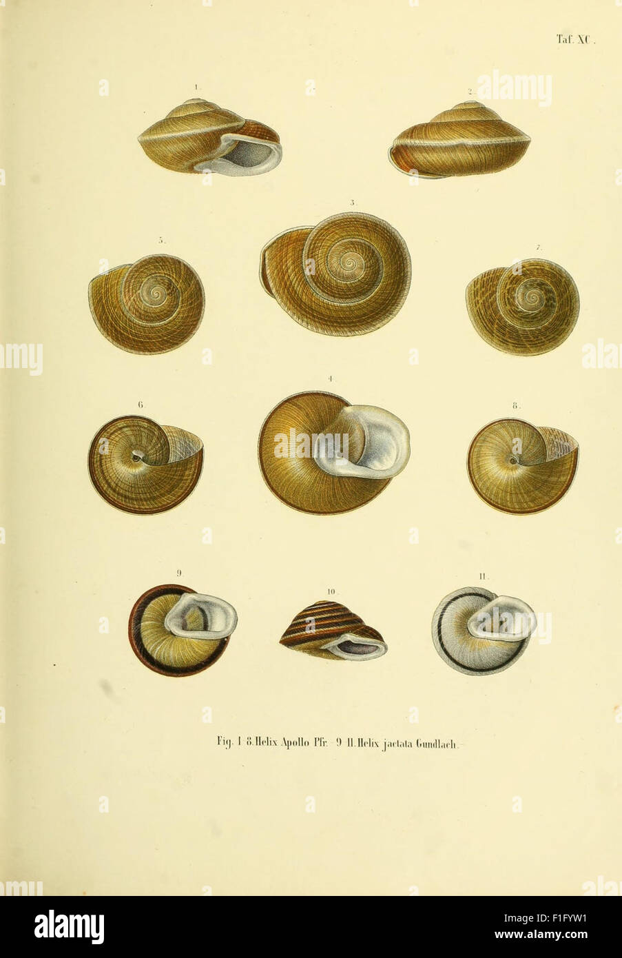 This historical work, *Novitates Conchologicae*, features illustrations ...