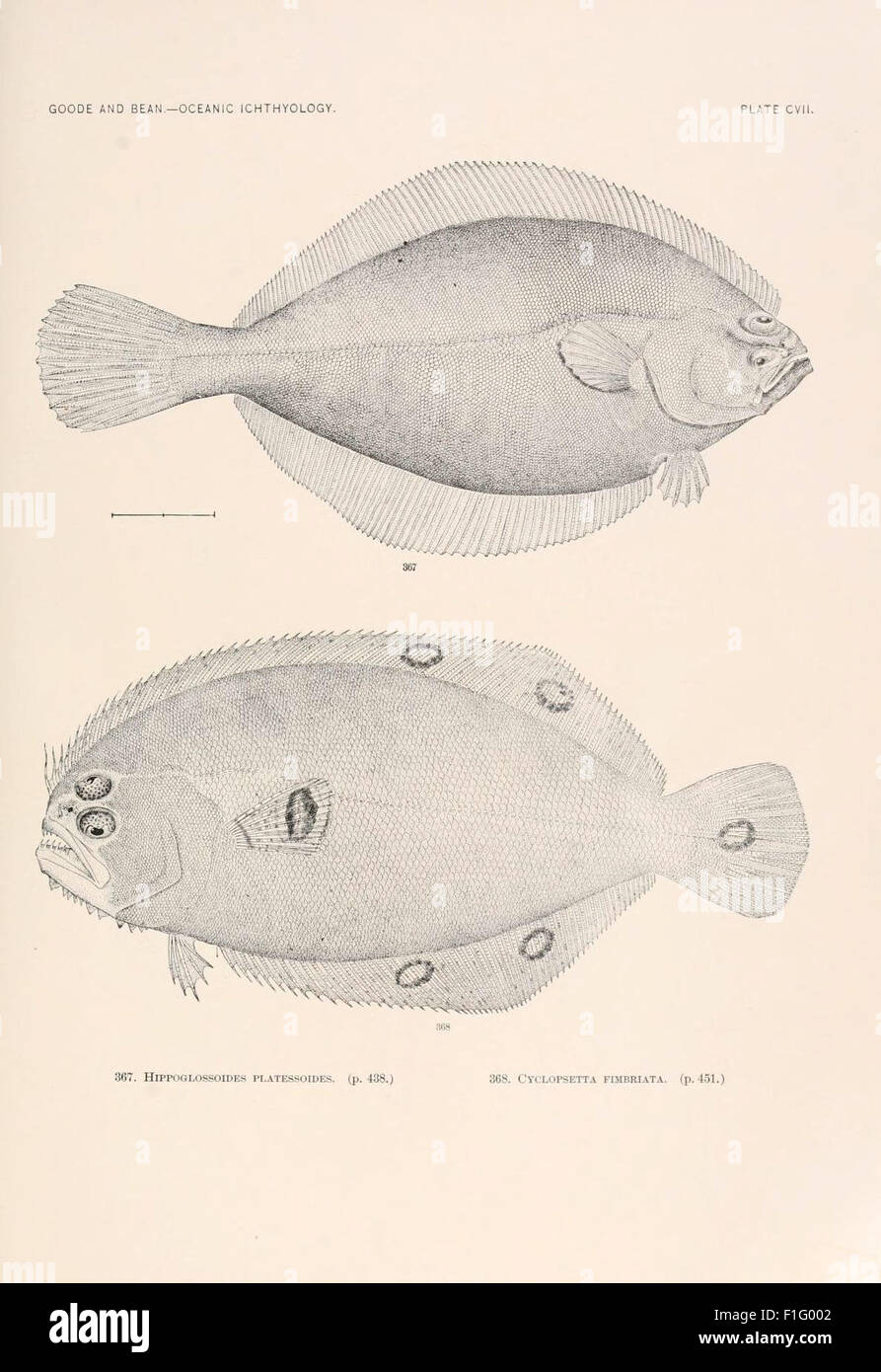 'Oceanic Ichthyology' explores deep-sea fish species of the Atlantic ...