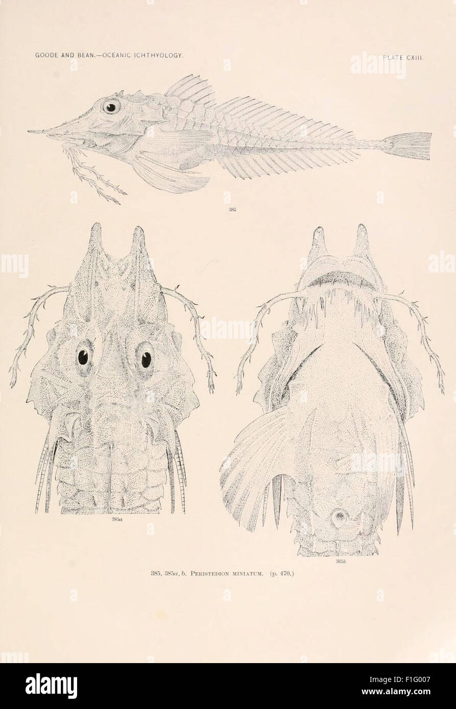 Oceanic ichthyology (Plate CXIII Stock Photo - Alamy