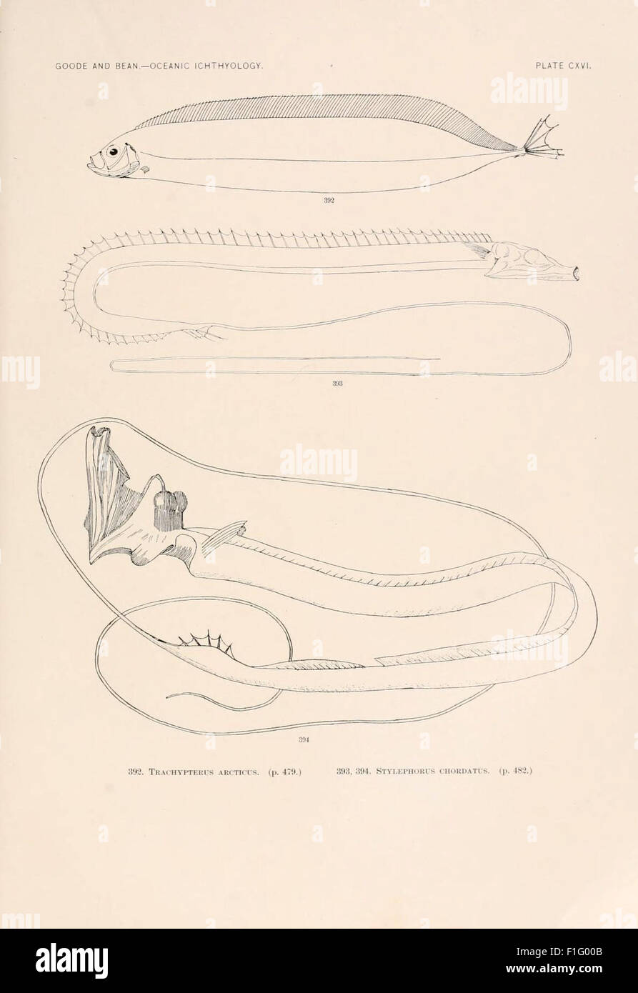 This work features a detailed study of deep-sea fishes from the ...