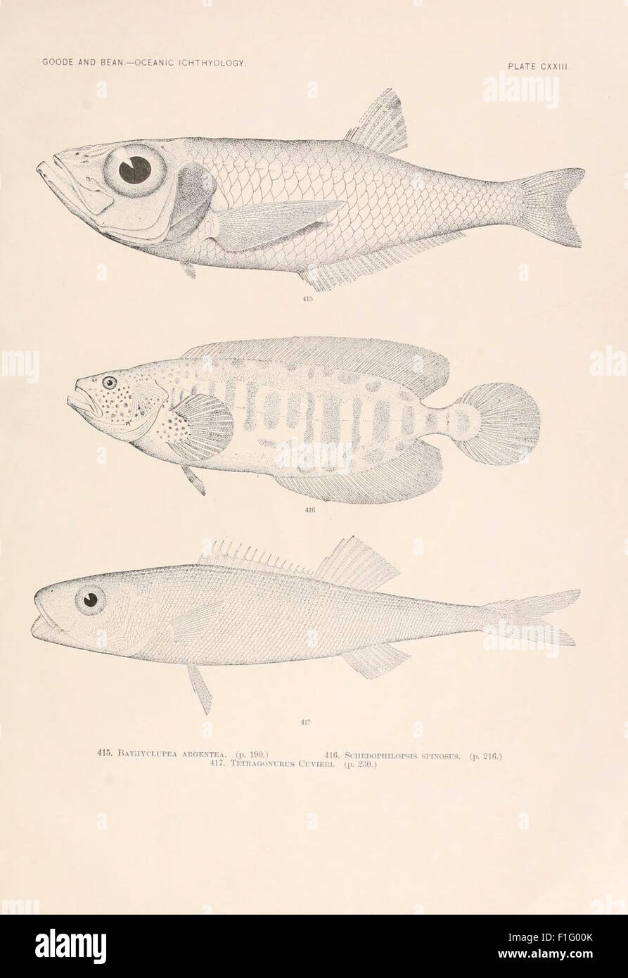 This vintage work in oceanic ichthyology features deep-sea fish species ...