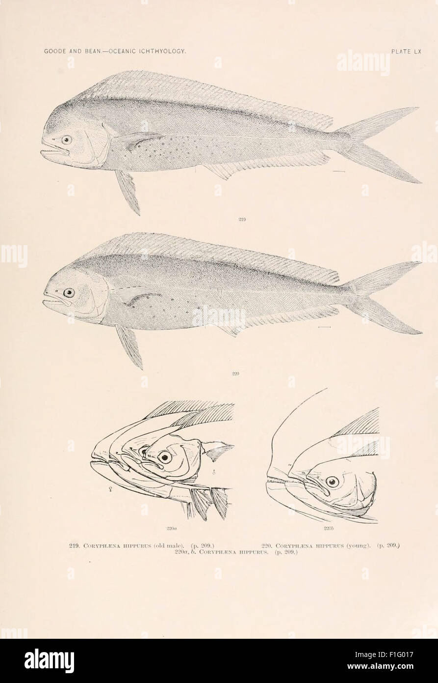 Oceanic ichthyology (Plate LX Stock Photo - Alamy