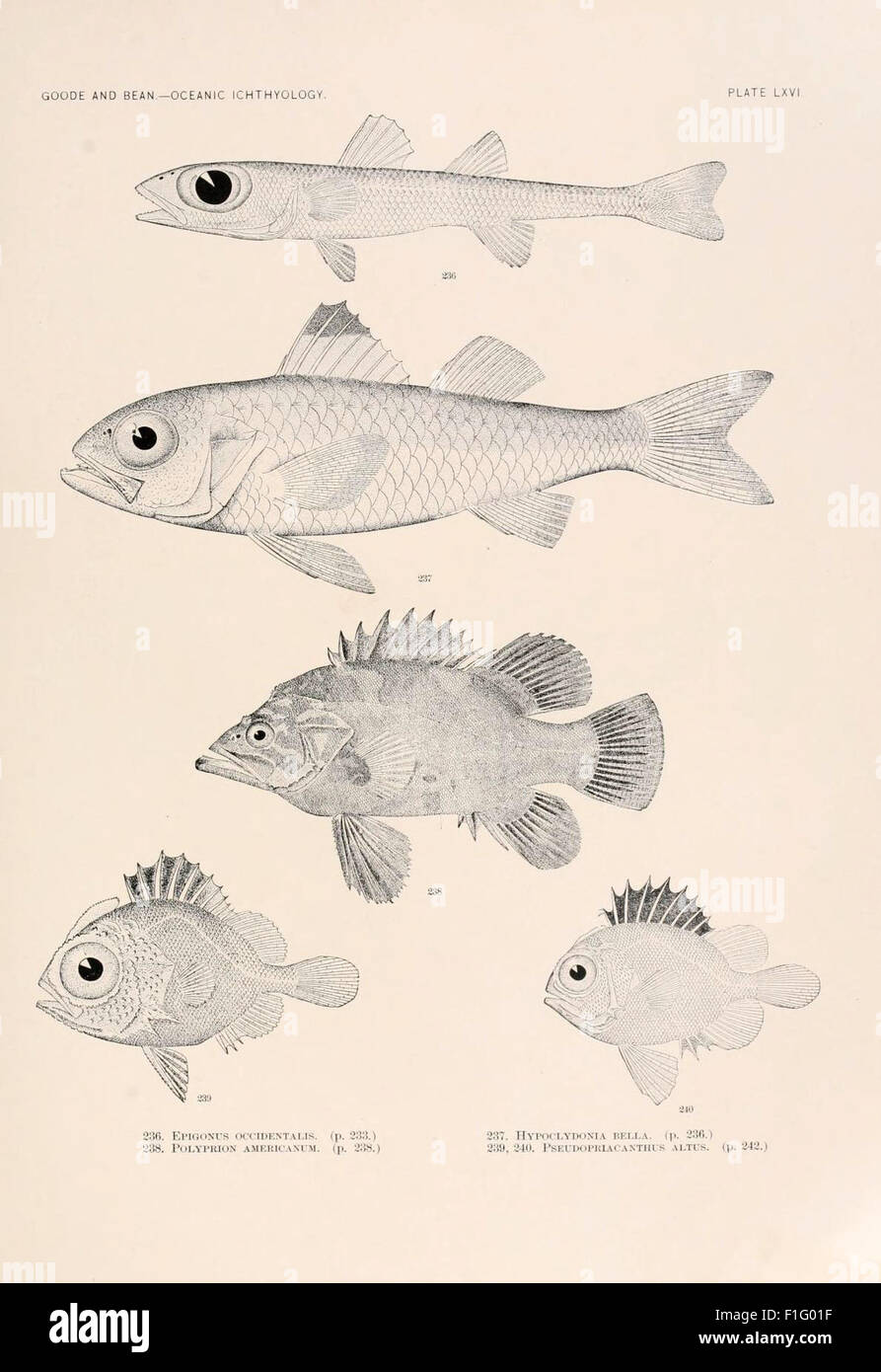 This plate from *Oceanic Ichthyology* showcases deep-sea fish species ...