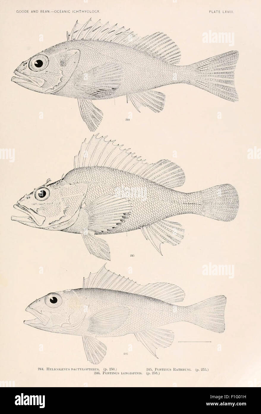Oceanic ichthyology (Plate LXVIII Stock Photo - Alamy